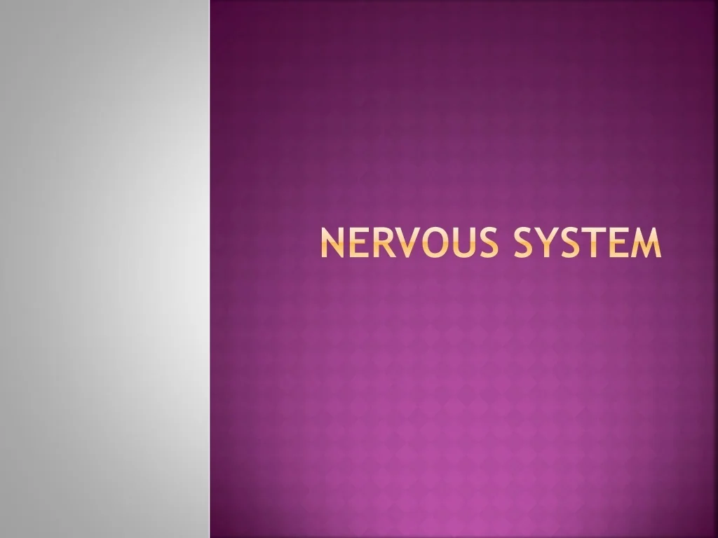 PPT - Nervous System PowerPoint Presentation, free download - ID:9735194