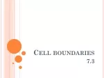 PPT - Cell Boundaries PowerPoint Presentation, free download - ID:6074223